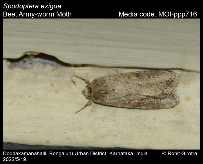 Spodoptera exigua (Hübner, [1808]) - Beet Army-worm Moth | Moths